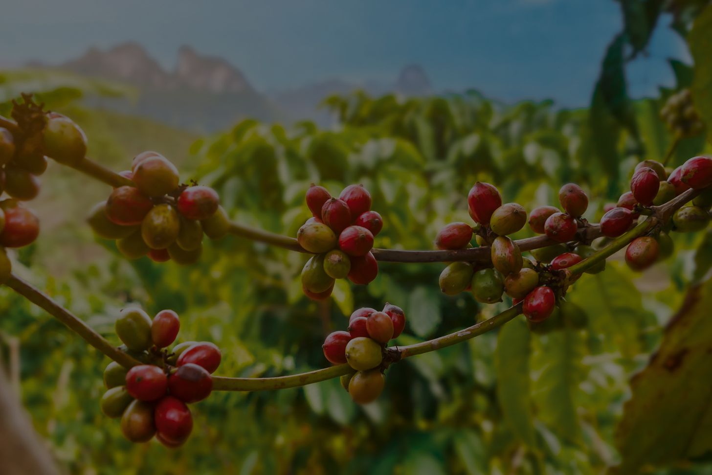 Pumpkin Spice Latte | Emmi CAFFÈ LATTE