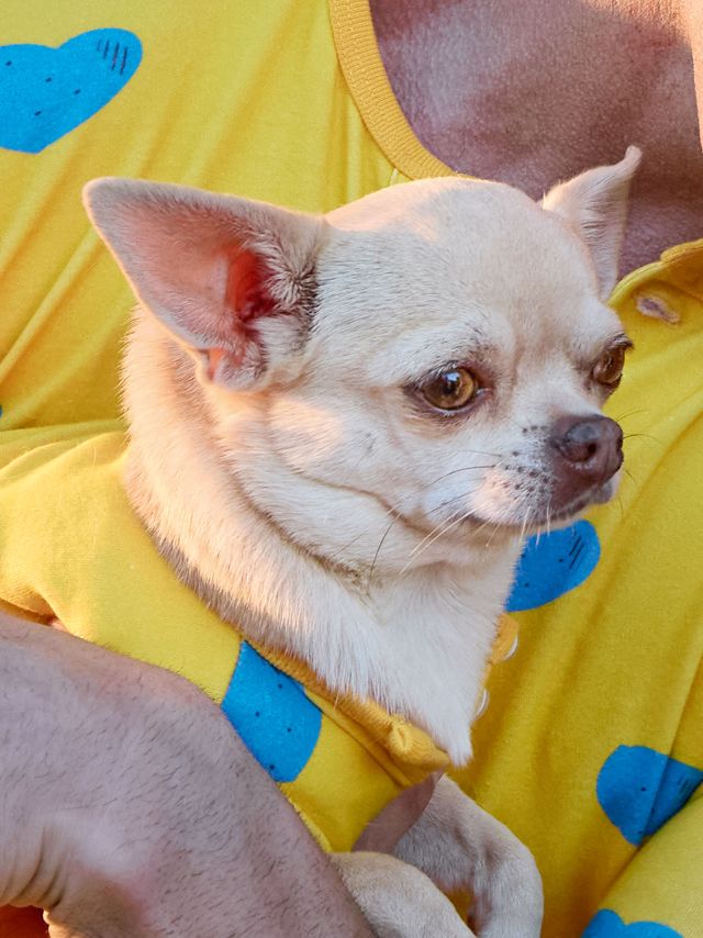 Emmi CAFFÈ LATTE | Be Ready!